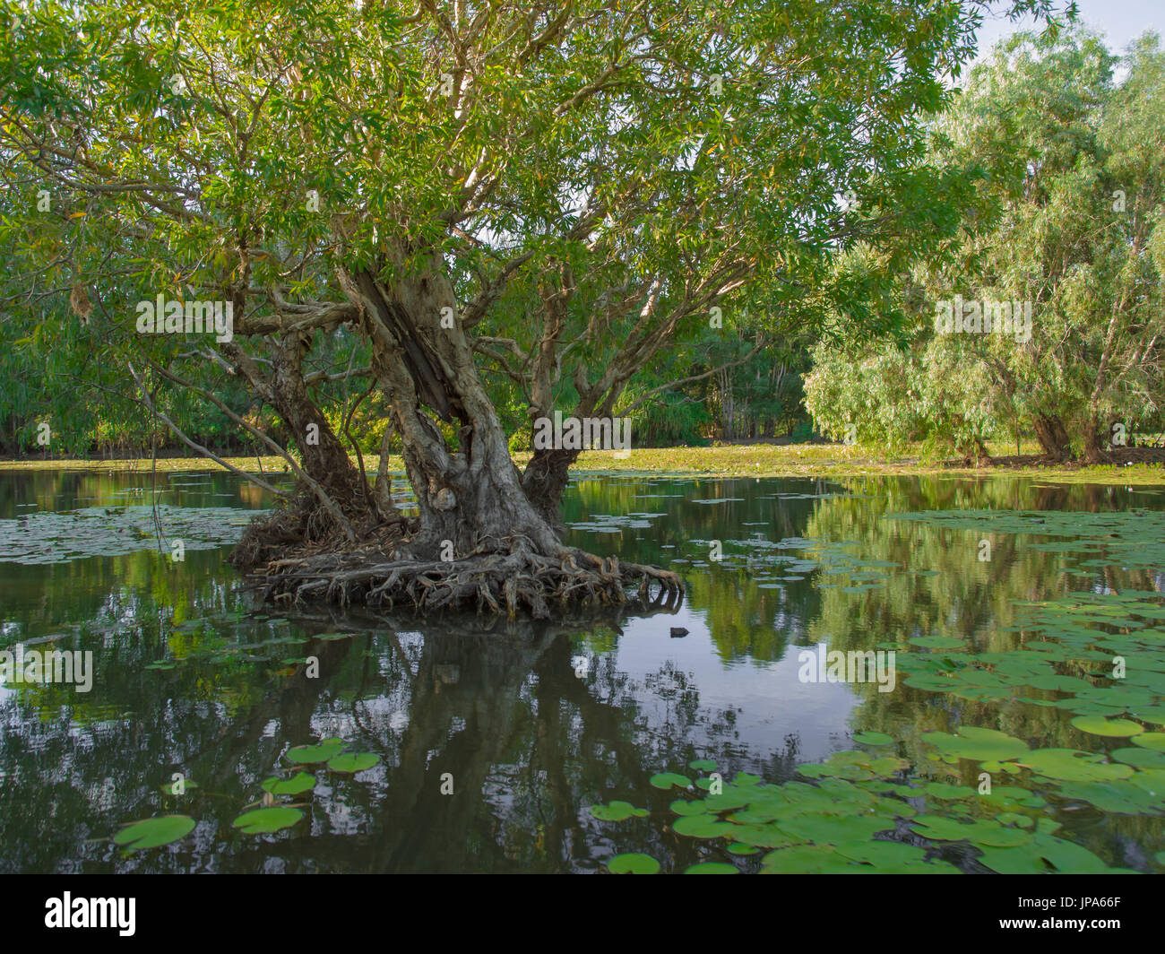 Cooper Creek Billabong, Arnhemland, Australia Stock Photo - Alamy