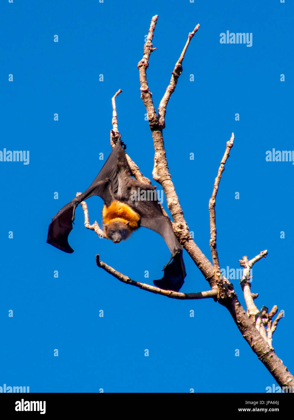 Flying foxes hi-res stock photography and images - Alamy