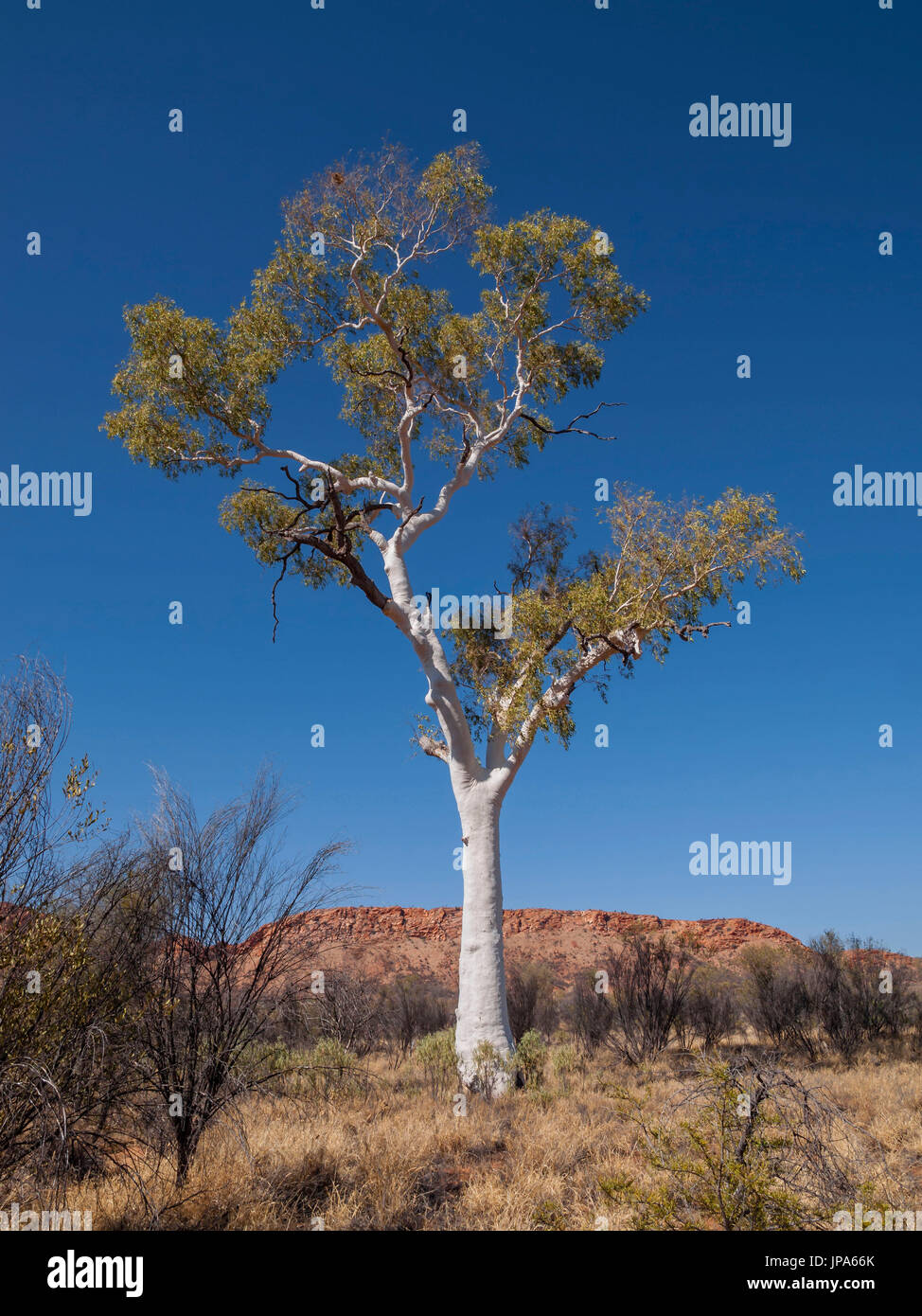 Ghost gum tree corymbia aperrerinja hi-res stock photography and images ...