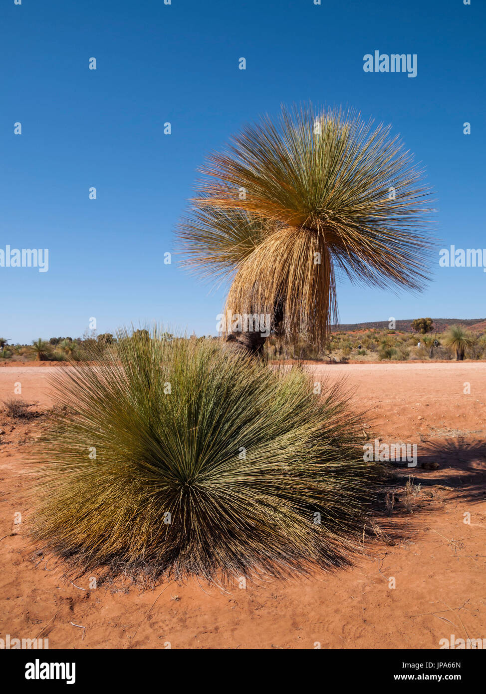 Grass Tree, Australia Stock Photo - Alamy