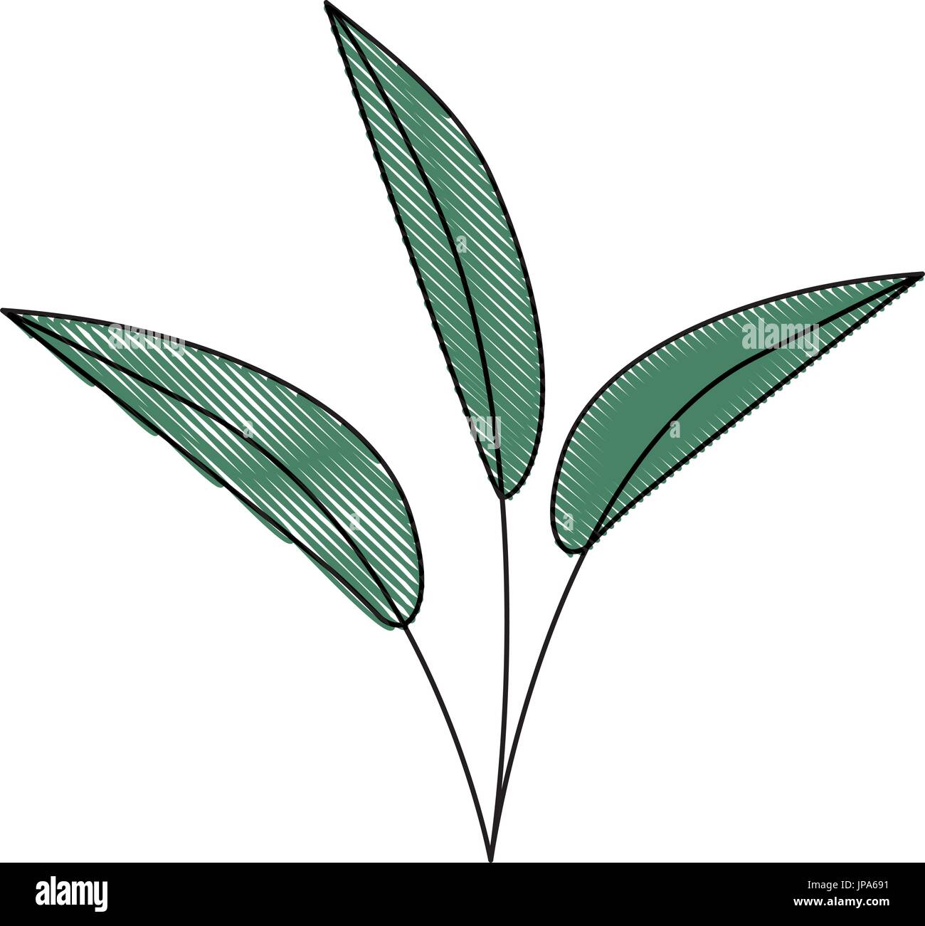 white background of colored crayon silhouette of leaves lanceolate ...