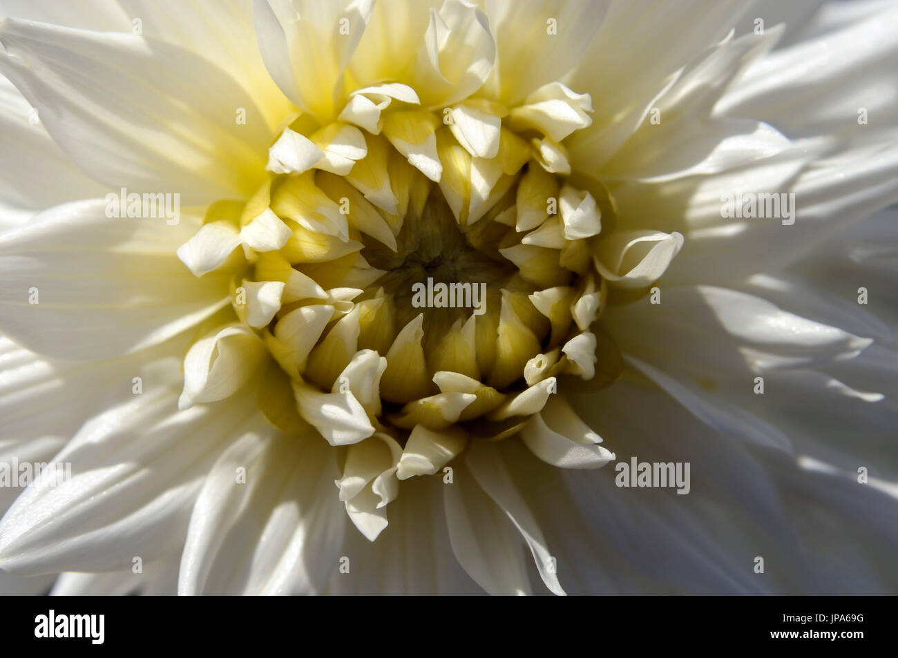 Natural Science, Small depth of sharpness, dahlia flower close-up Stock ...