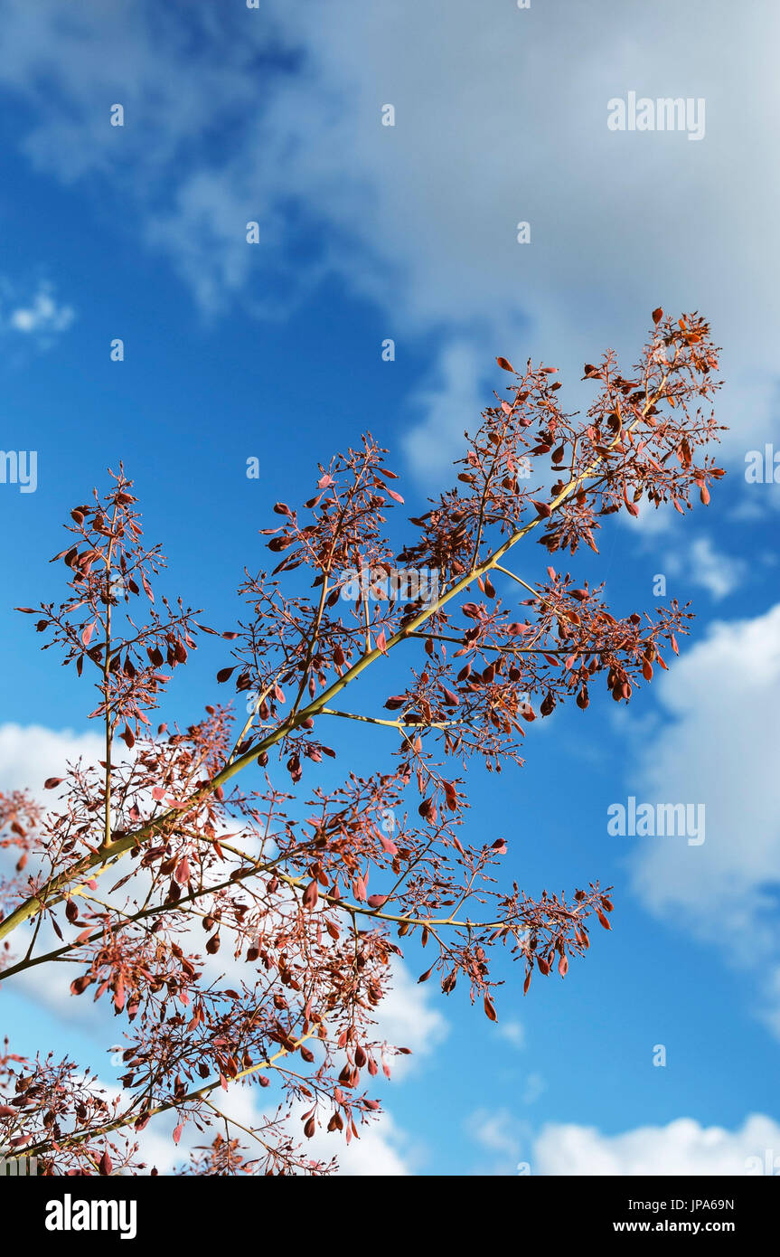Natural Science, Small depth of sharpness, dahlia flower close-up Stock ...
