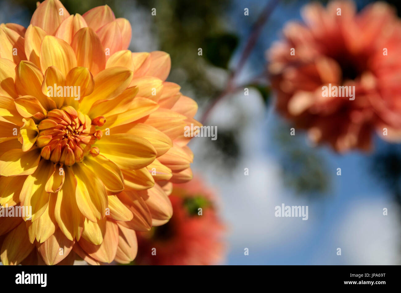 Natural Science, Small depth of sharpness, dahlia flower close-up Stock ...