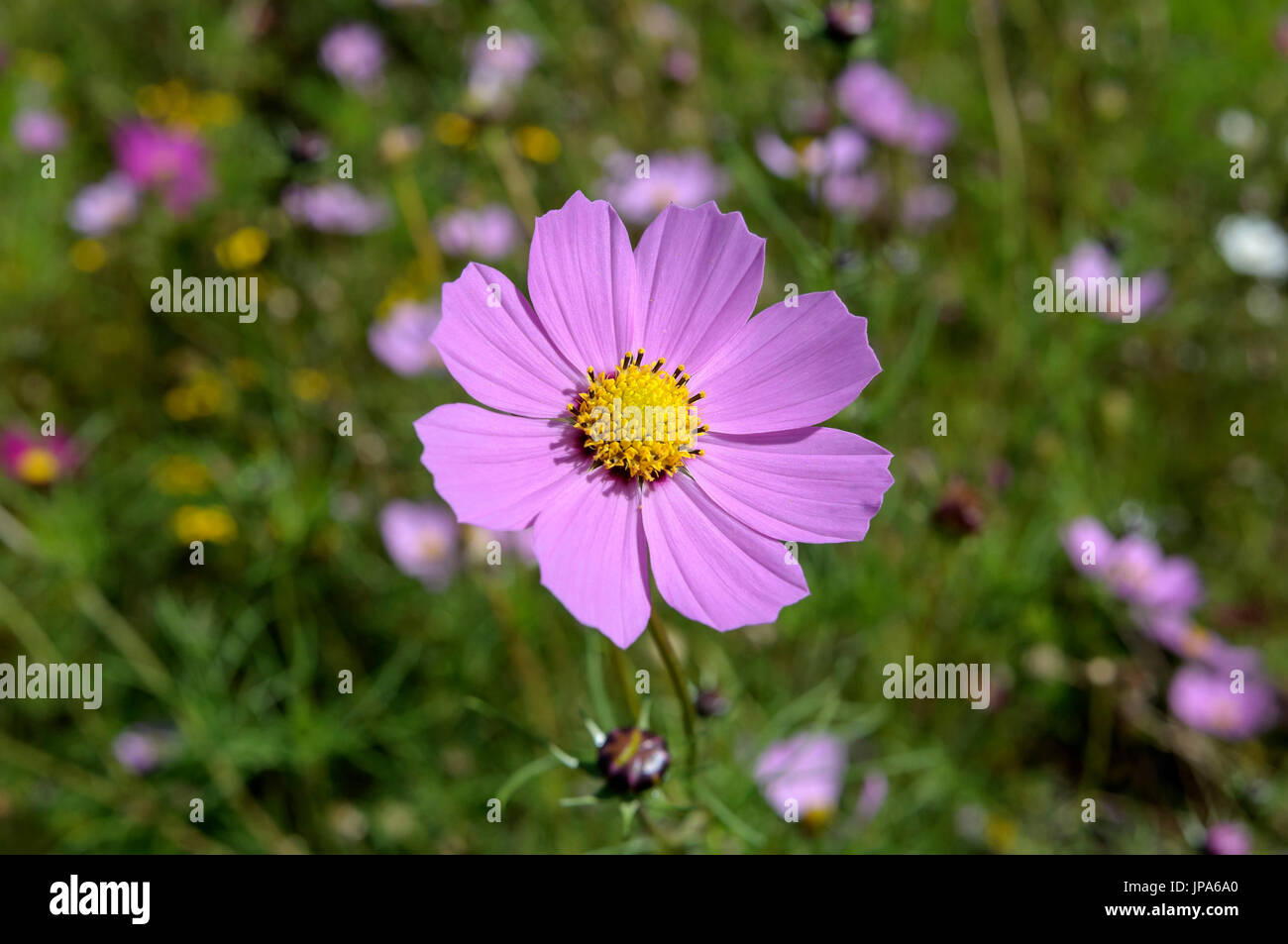 Detailed cosmos hi-res stock photography and images - Alamy