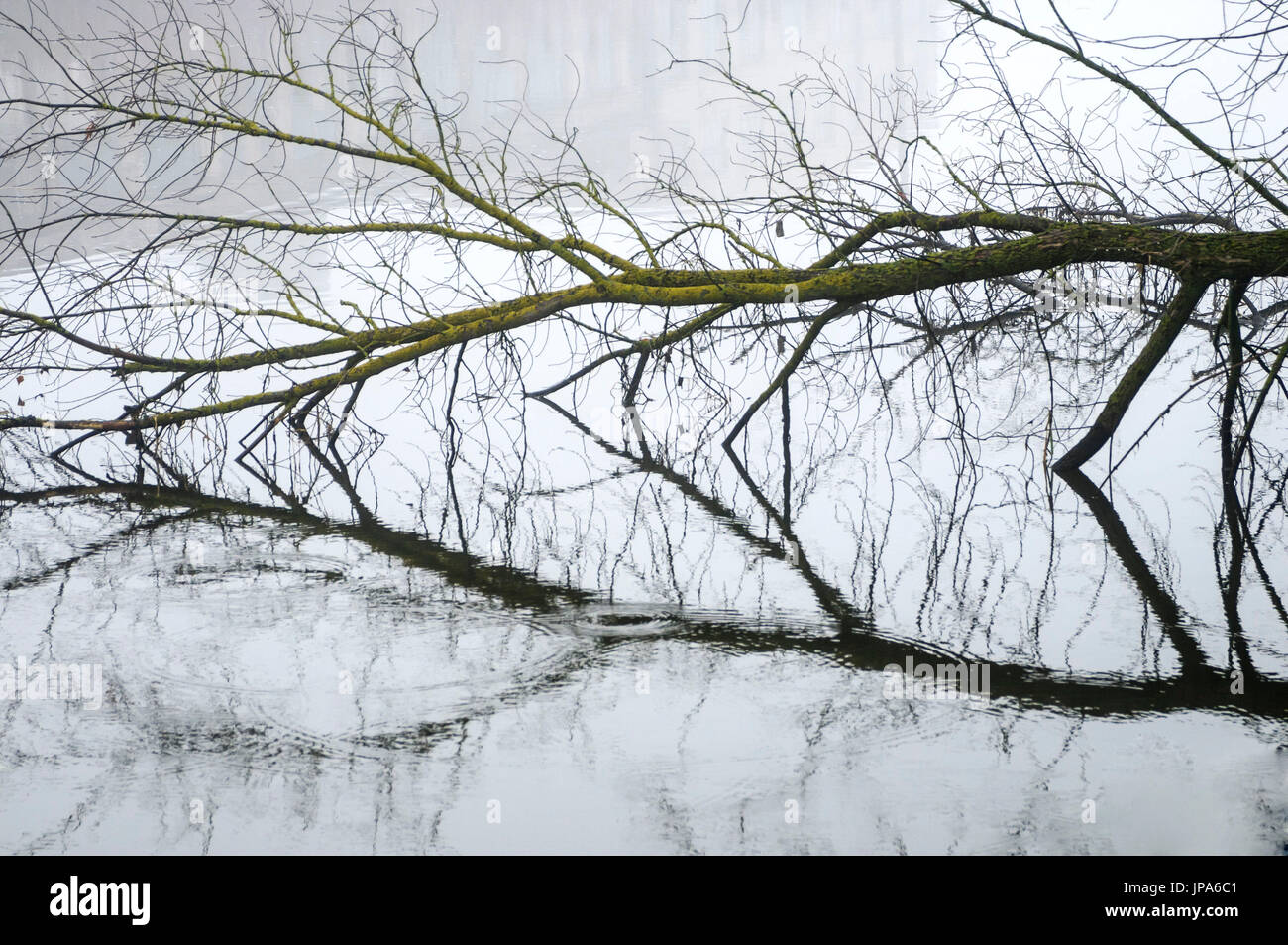Natural Science, Foggy morning, Fallen tree in the water Stock Photo ...
