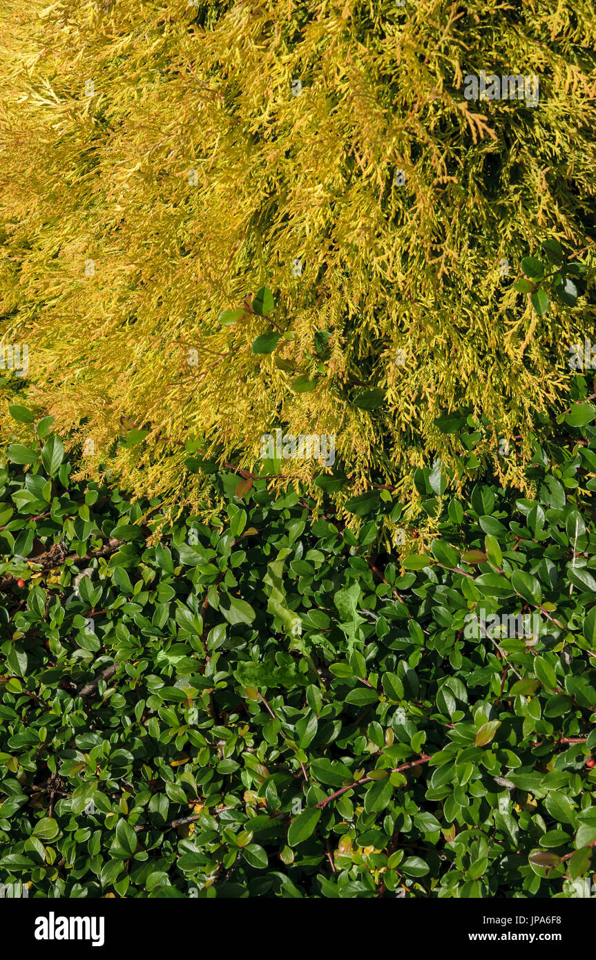Thuja occidentalis yellow ribbon hi-res stock photography and images ...