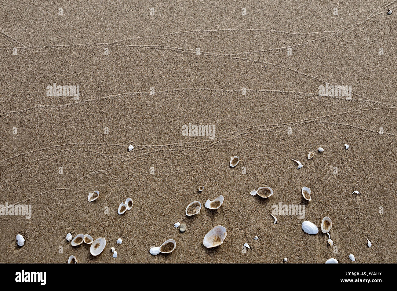 Natural shells on beach hi-res stock photography and images - Alamy