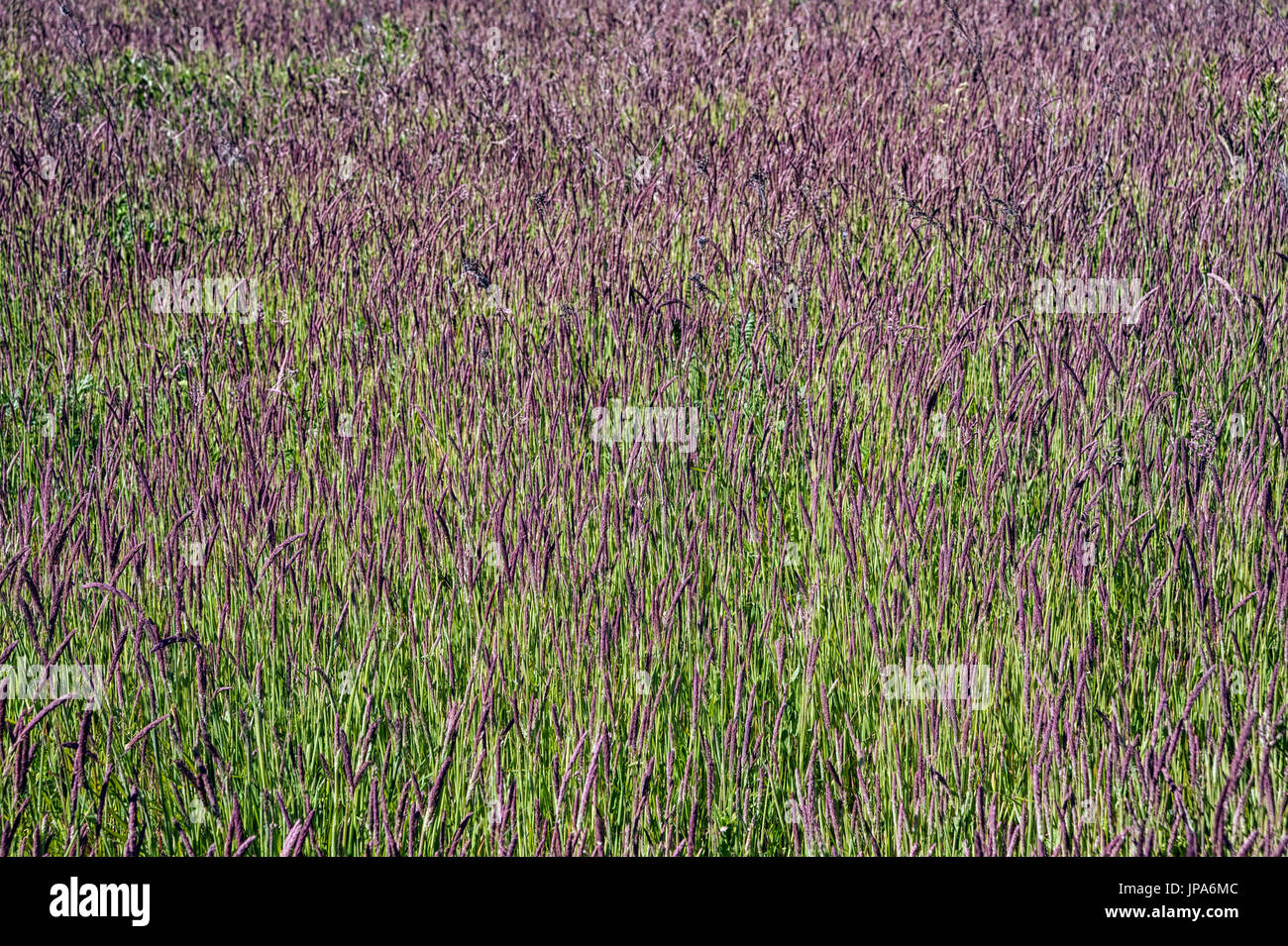 Natural Science, Summer, Grass in the field, Small depth of sharpness ...