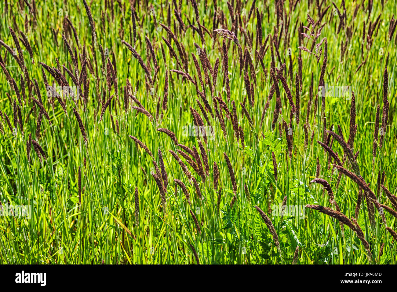 Natural Science, Summer, Grass in the field, Small depth of sharpness ...