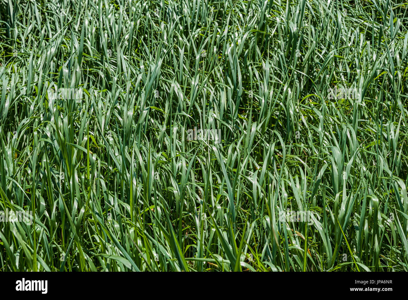 Natural Science, Summer, Grass in the field, Small depth of sharpness ...