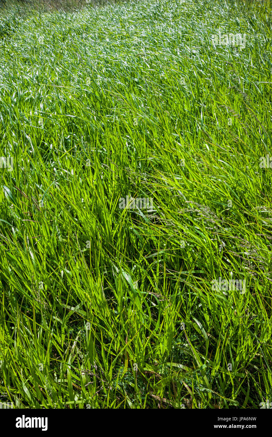 Natural Science, Summer, Grass in the field, Small depth of sharpness ...
