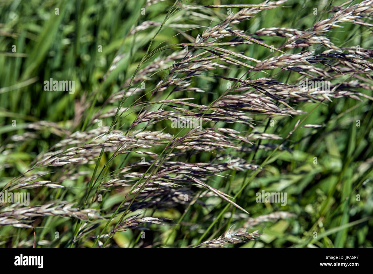 Natural Science, Summer, Grass in the field, Small depth of sharpness ...