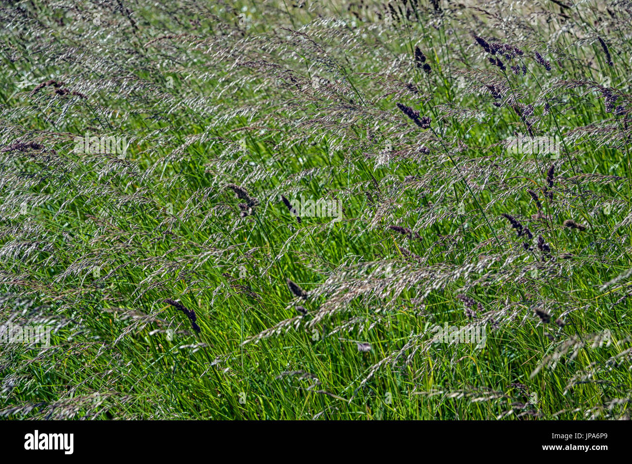 Natural Science, Summer, Grass in the field, Small depth of sharpness ...