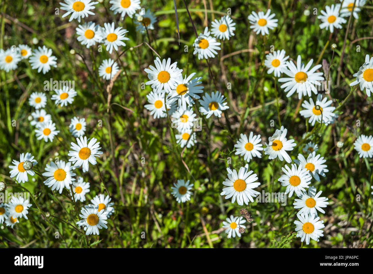 Natural Science, Summer, Grass in the field, Small depth of sharpness ...