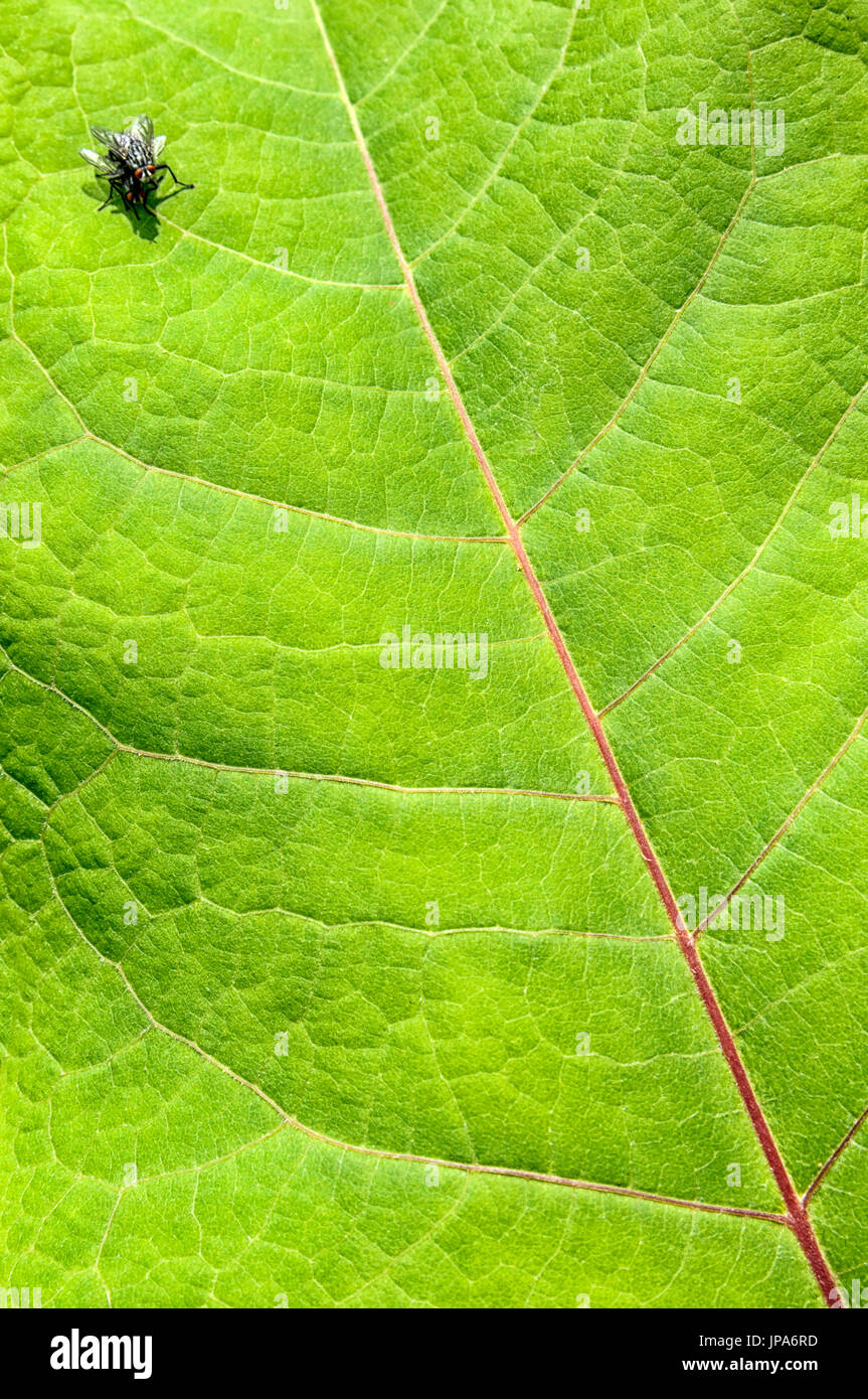 Natural Science, Plant leaves, photographed close-up, small depth of ...
