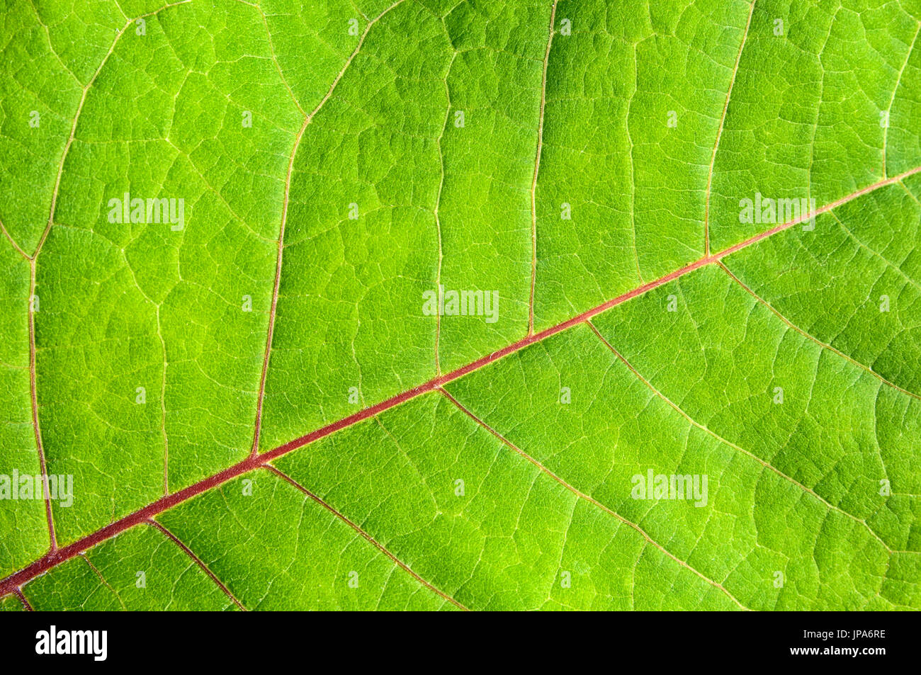 Natural Science, Plant leaves, photographed close-up, small depth of ...