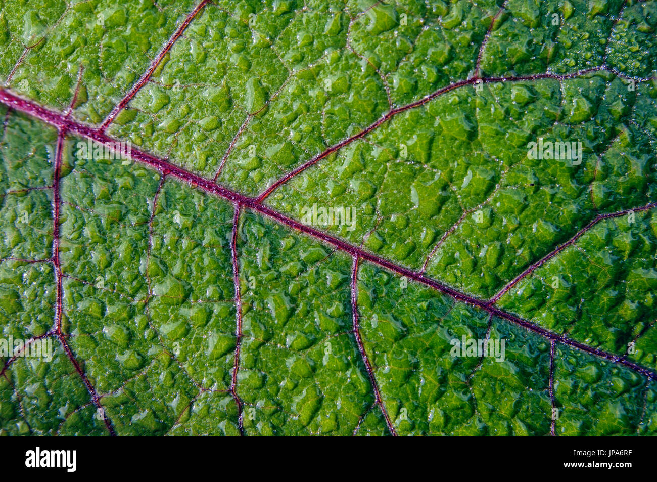 Natural Science, Plant leaves, photographed close-up, small depth of ...