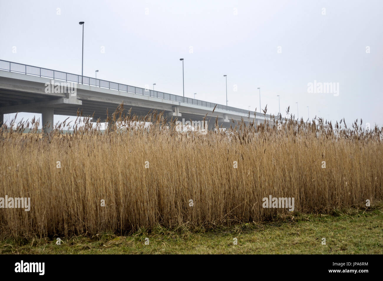 Bridge reed on the bank of river in foggy morning hi-res stock ...