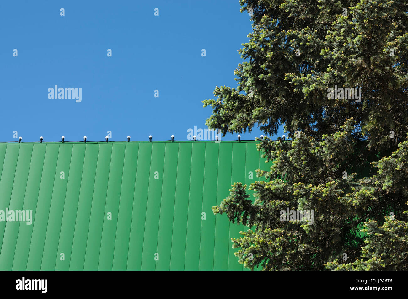 Natural Science, Fir tree on background wall and sky Stock Photo - Alamy