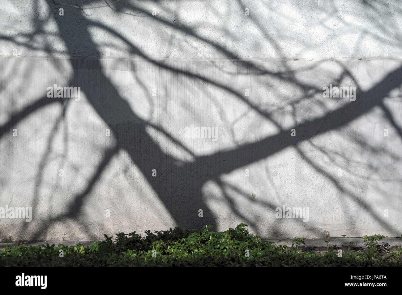Horizontal shadow tree hi-res stock photography and images - Alamy