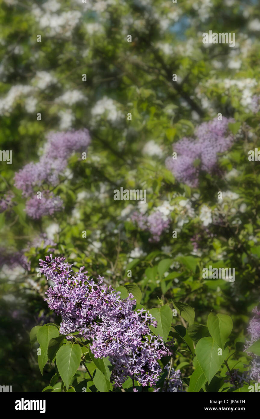 Natural Science, Blossoming lilac, photographed with shallow depth of ...
