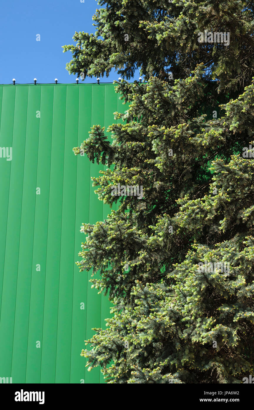 Natural Science, Fir tree on background wall and sky Stock Photo - Alamy