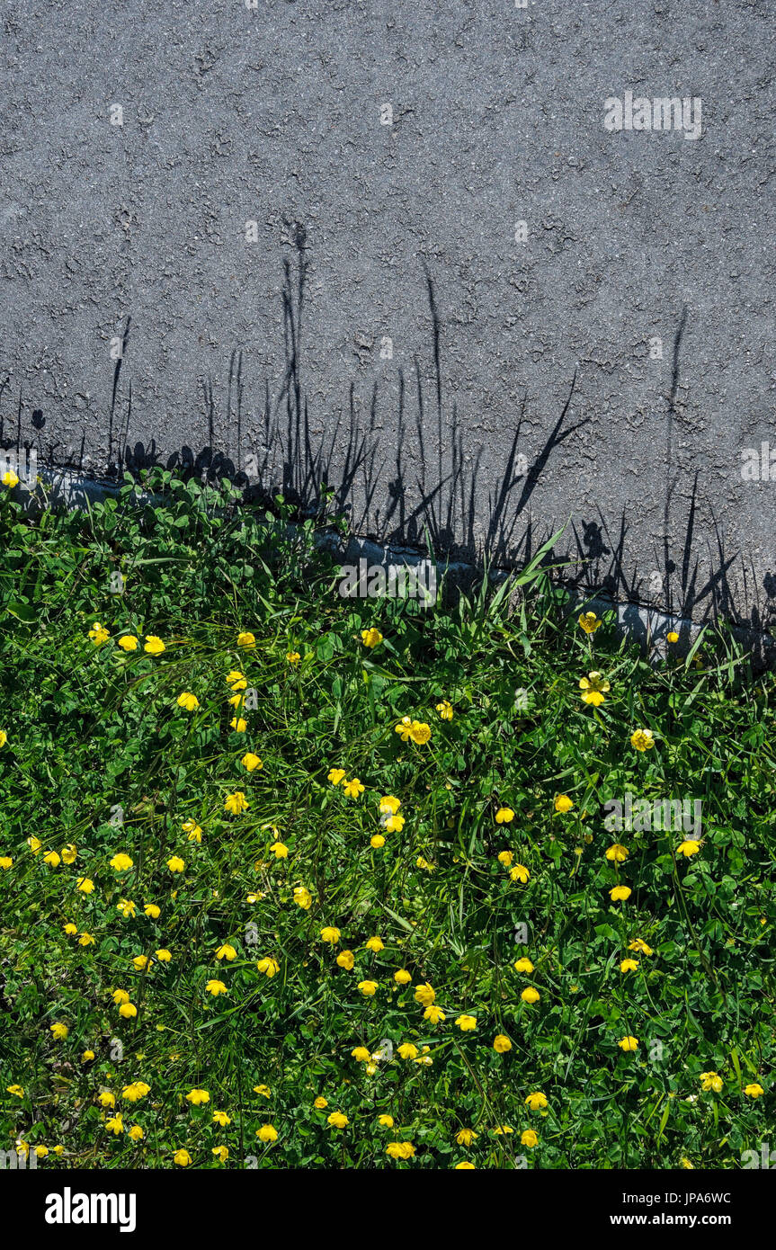 Natural Science, The grass growing on the roadside of asphalt road ...
