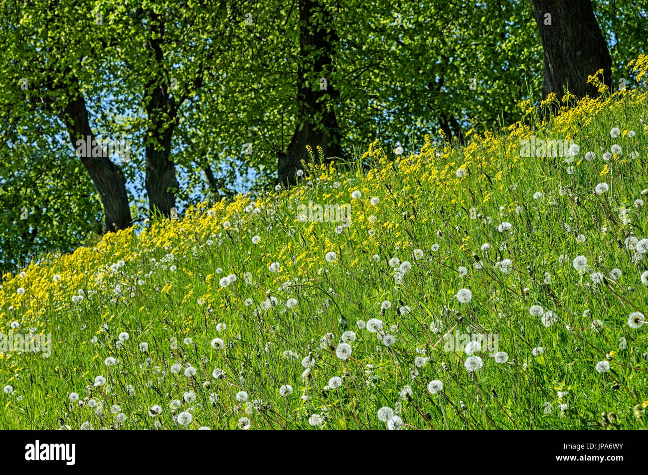 Natural Science, Spring flowering in the meadow Stock Photo - Alamy