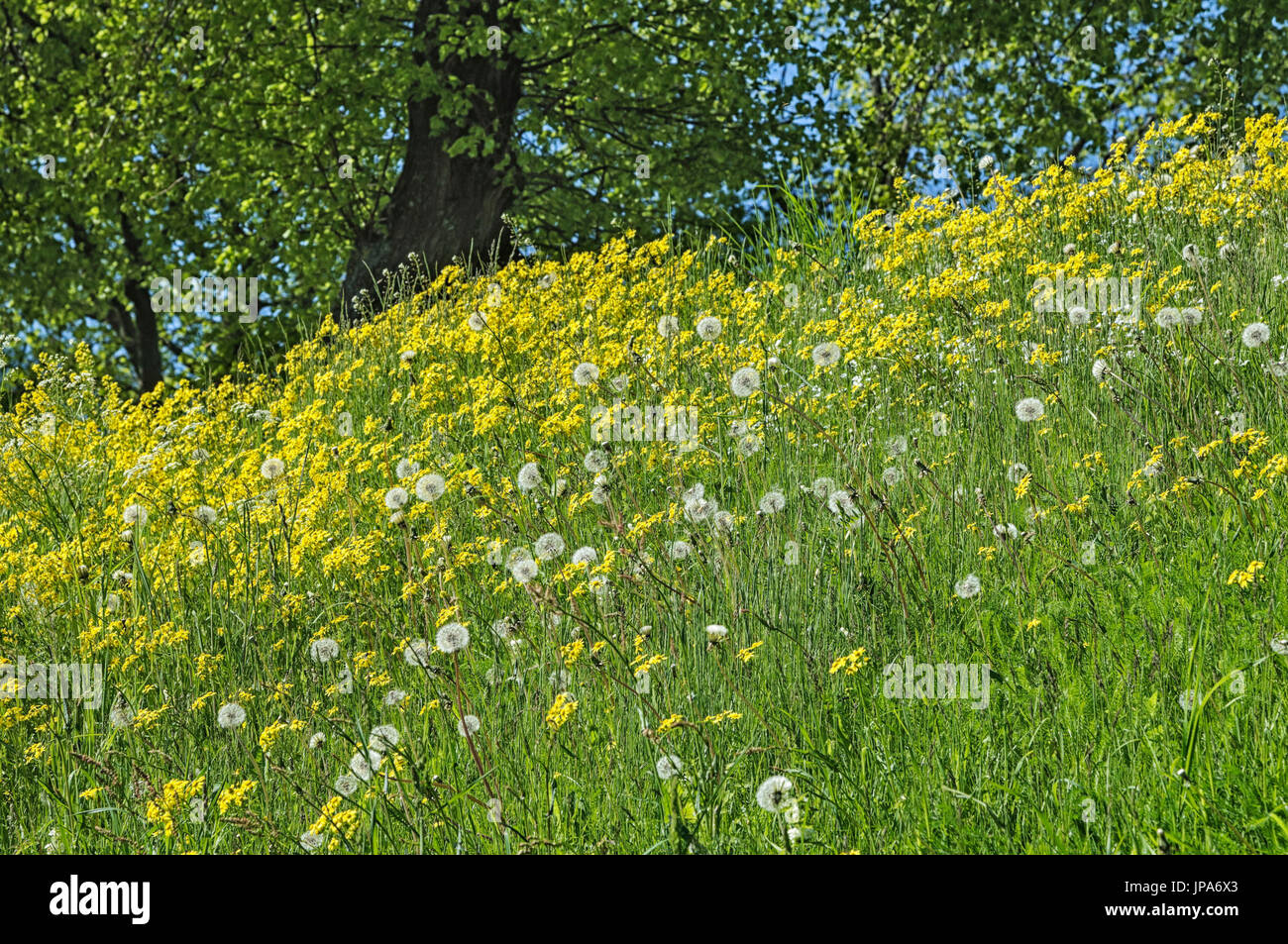 Natural Science, Spring flowering in the meadow Stock Photo - Alamy
