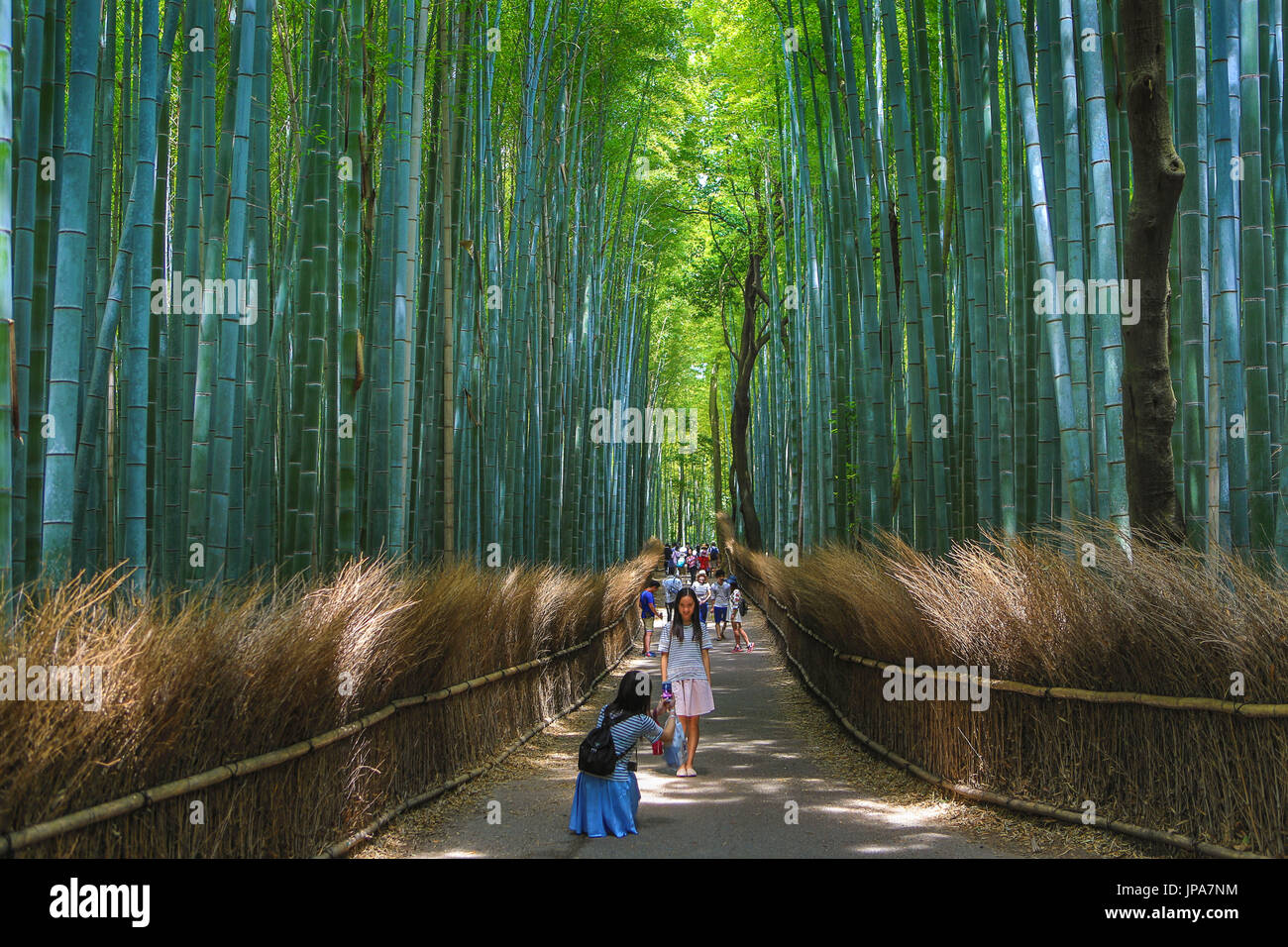 Japan, Kyoto City, Arashiyama Area, Bambu Wood Stock Photo - Alamy