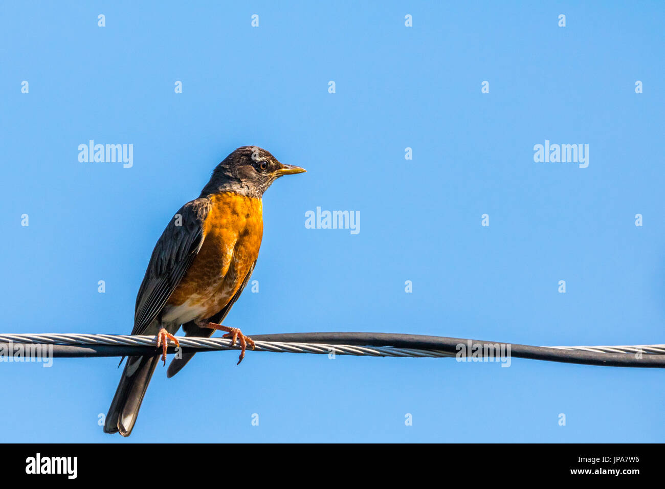 Horizontal photo of an orange breasted robin sitting on a telephone ...