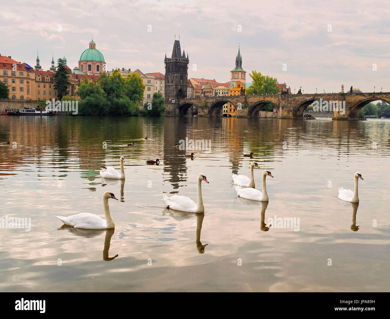 Moldau River Swans, Prague, Czech Republic Stock Photo - Alamy