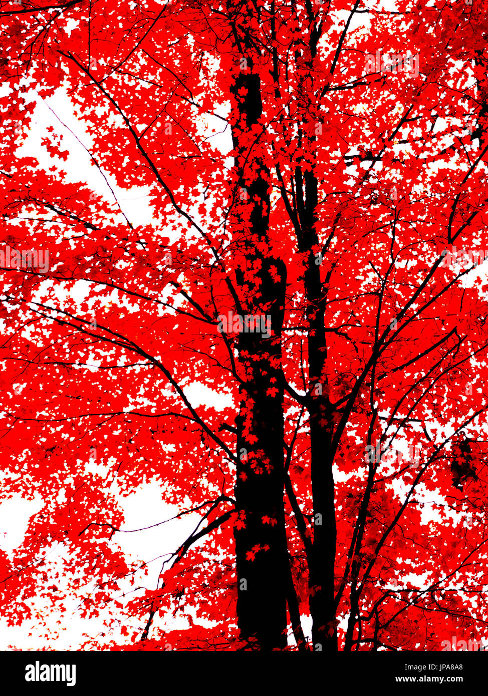 Trees with red leaves, Georgetown, Ontario, Canada Stock Photo - Alamy