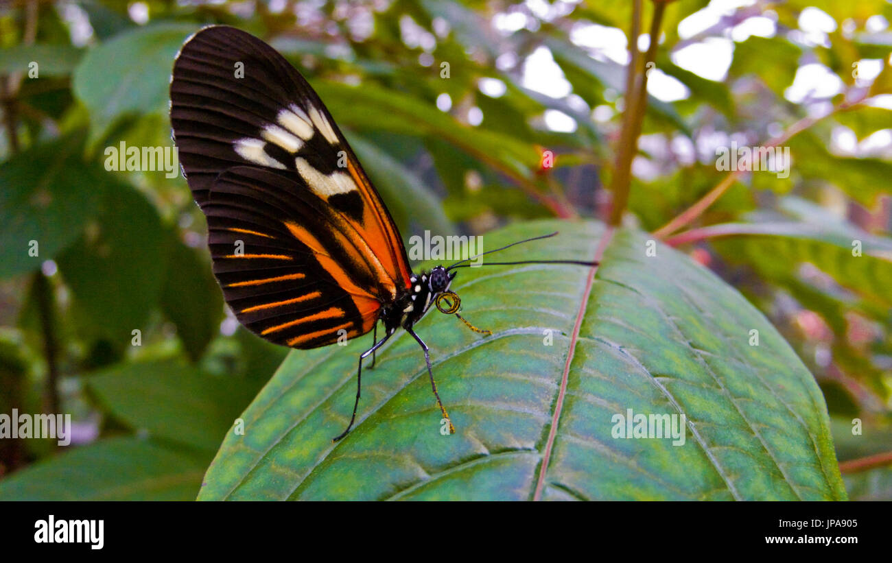 Piano key butterfly hi-res stock photography and images - Alamy
