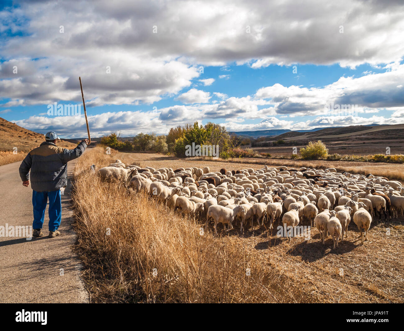 Spain sheep sheep hi-res stock photography and images - Alamy