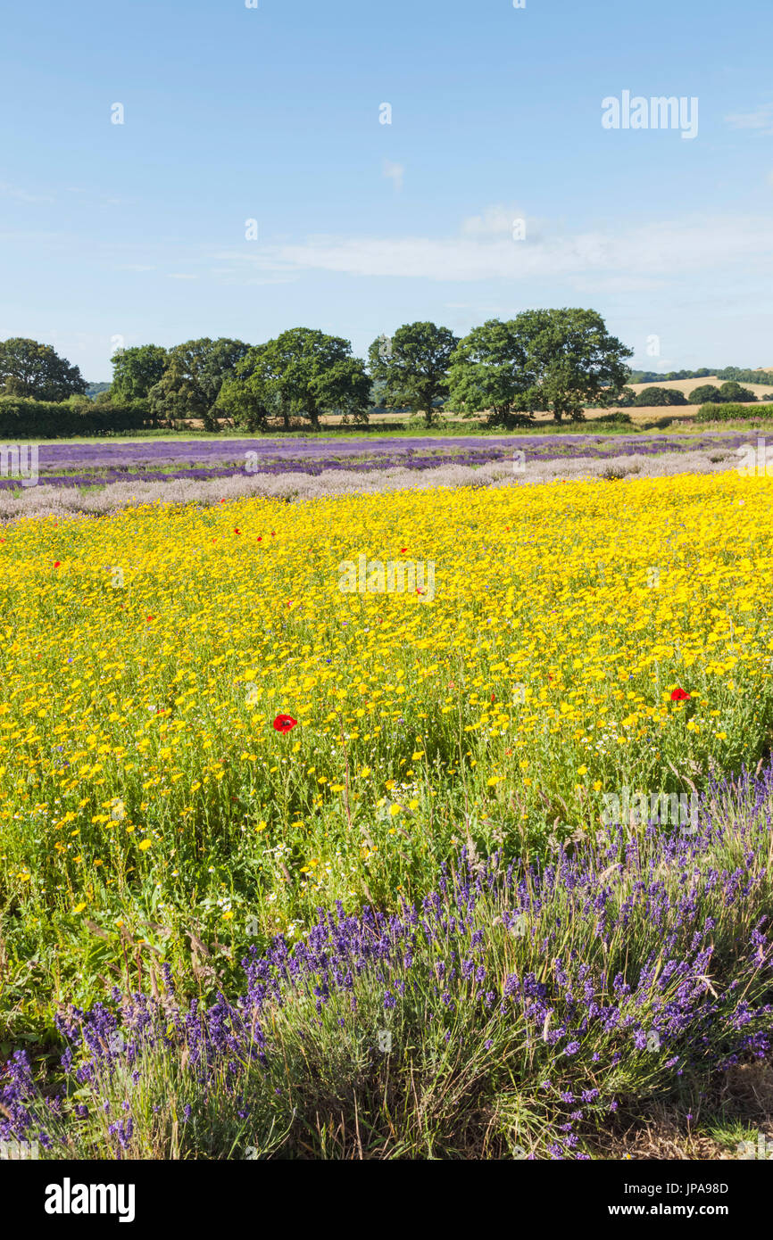 Lavender And Yellow Flowers