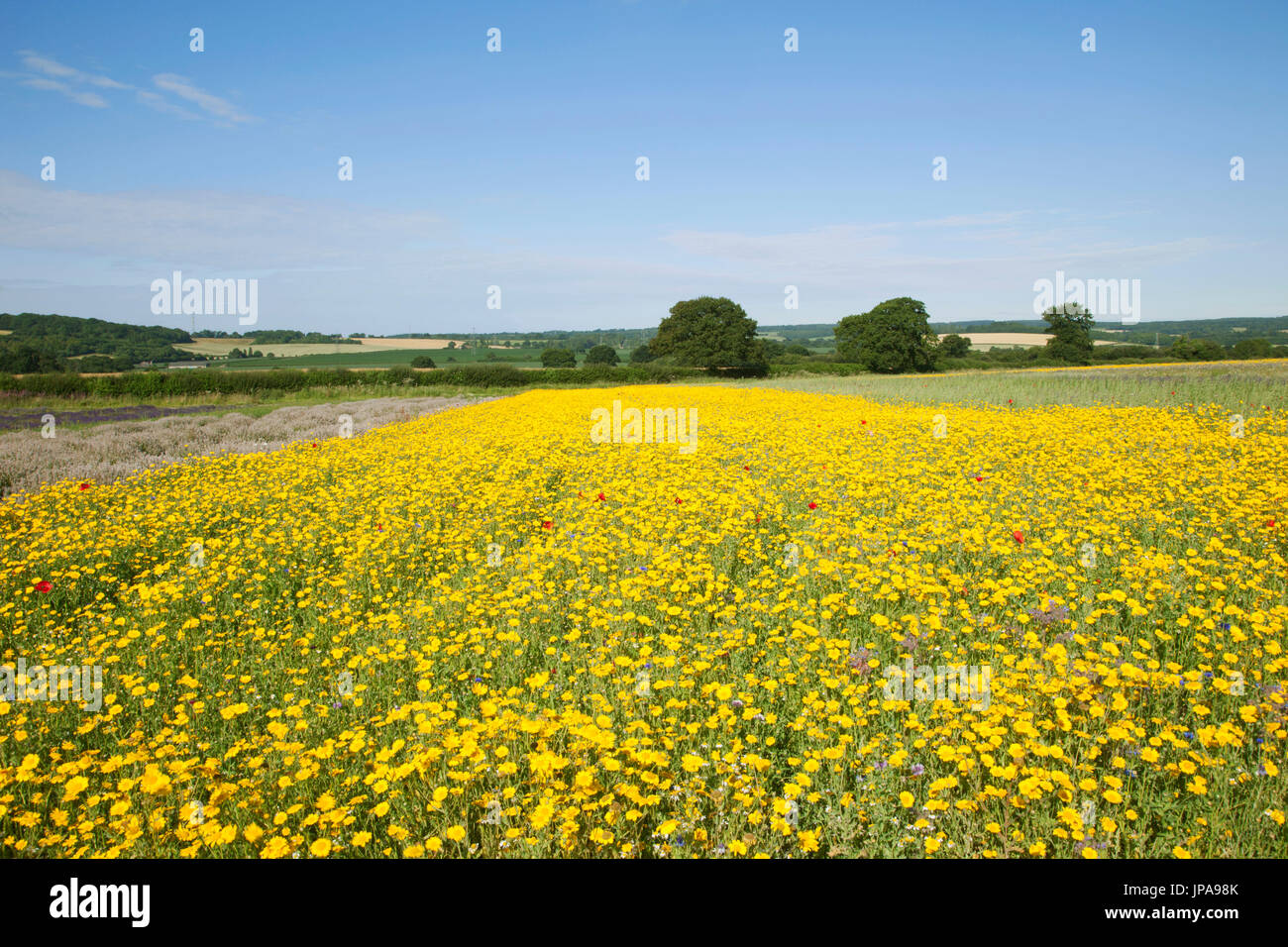Hampshire flowers hi-res stock photography and images - Alamy