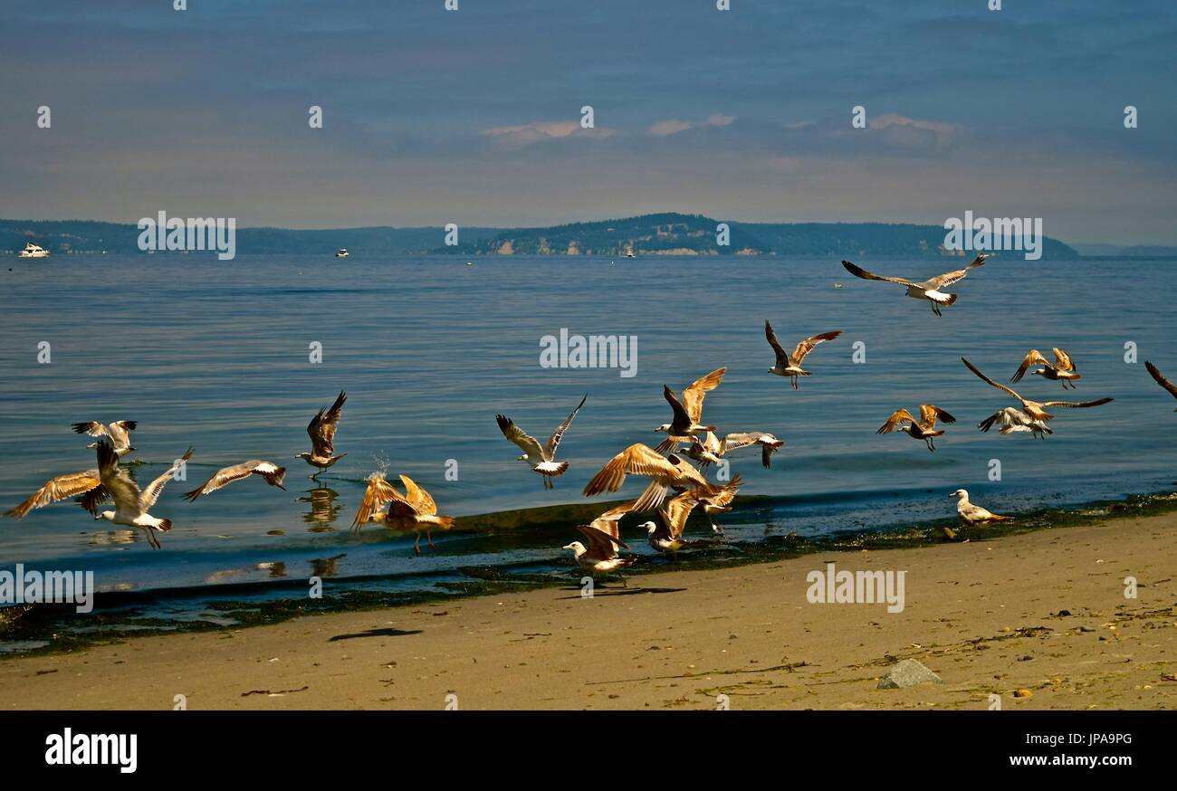 Seagulls frolic along the shoreline of Puget Sound of the Pacific ...