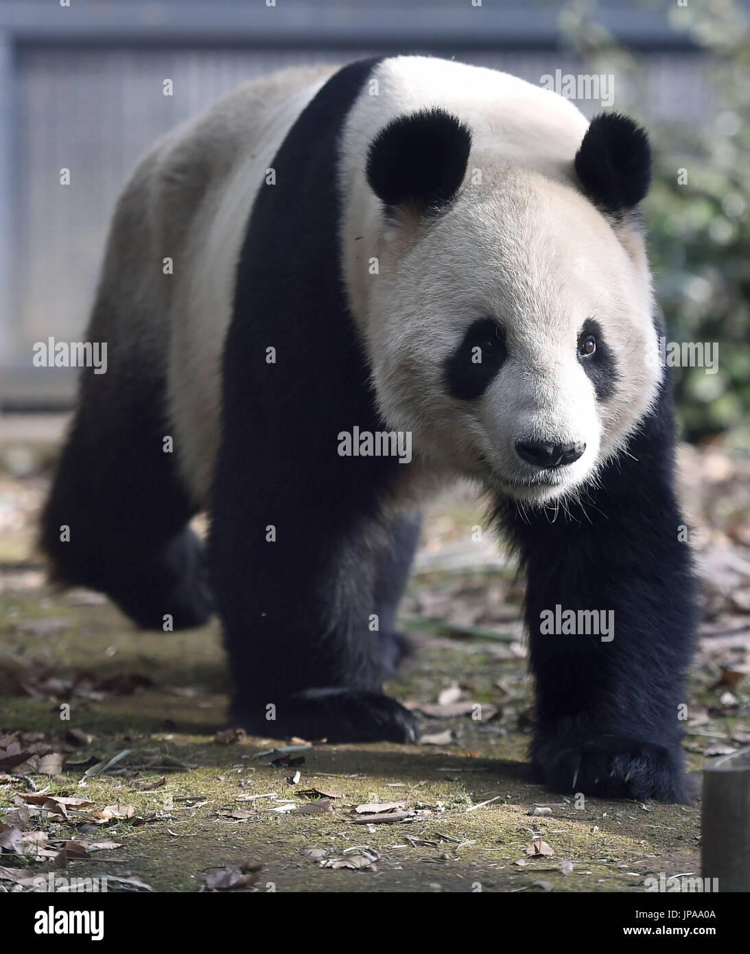 Male giant panda Ri Ri walks around his enclosure at Ueno Zoo in Tokyo ...