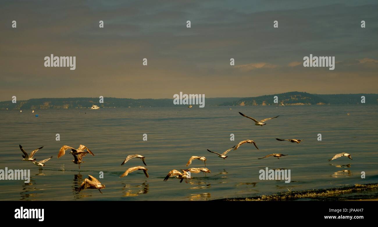 Seagulls frolic along the shoreline of Puget Sound of the Pacific ...