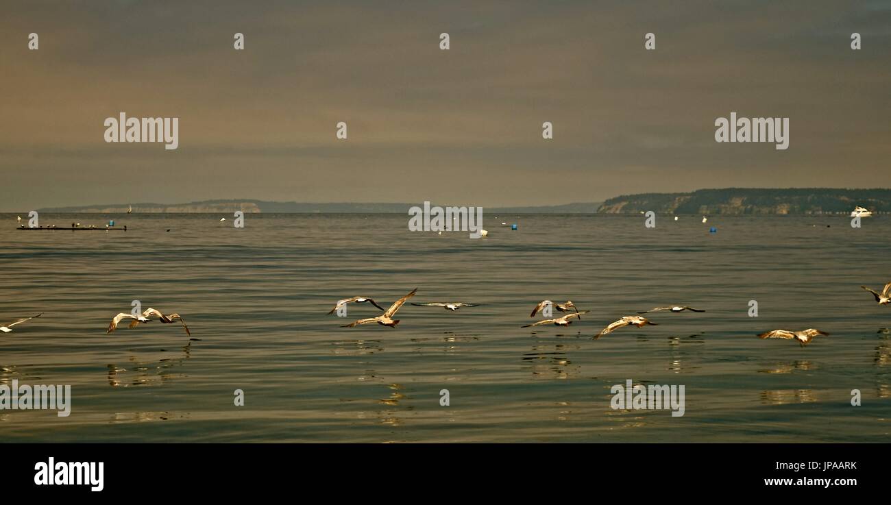 Seagulls frolic along the shoreline of Puget Sound of the Pacific ...