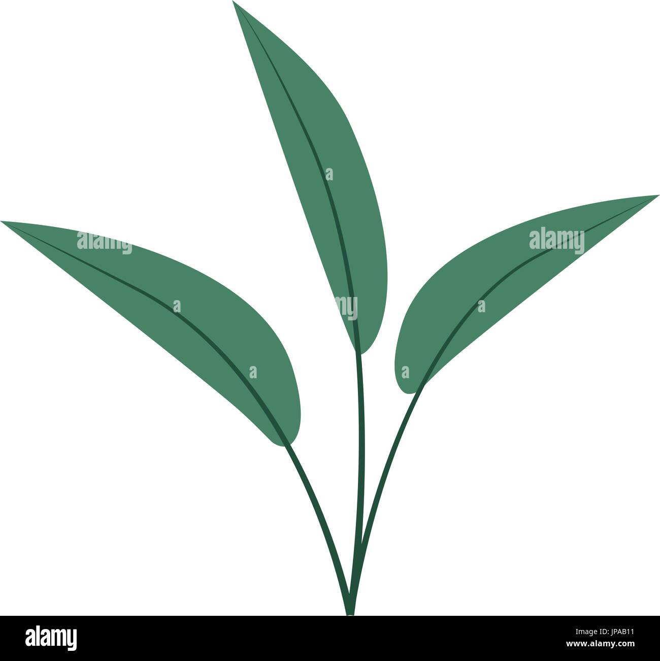 white background with colorful silhouette of leaves lanceolate Stock ...