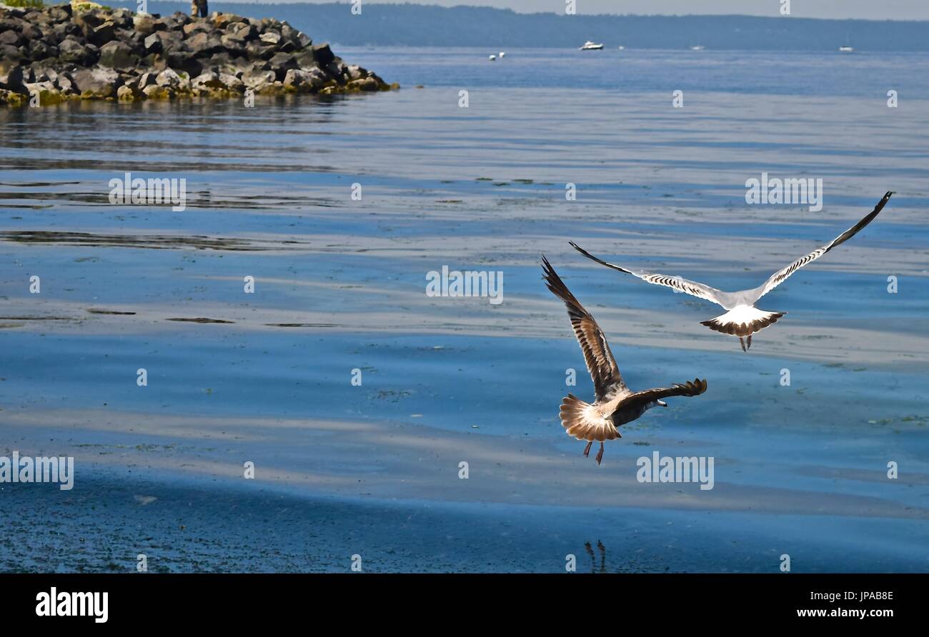 Seagulls frolic along the shoreline of Puget Sound of the Pacific ...