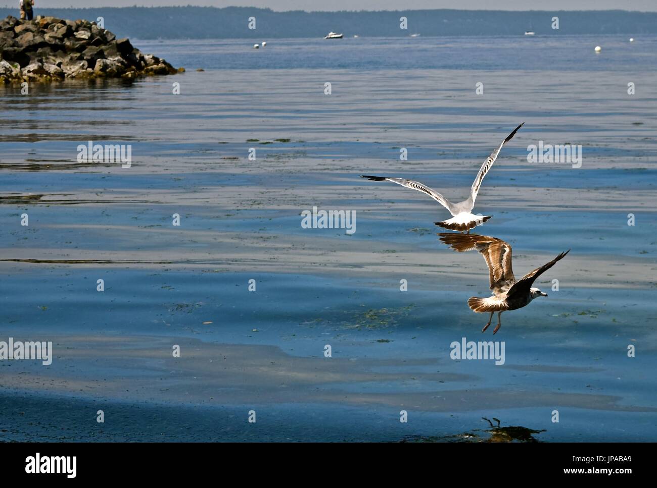 Seagulls frolic along the shoreline of Puget Sound of the Pacific ...