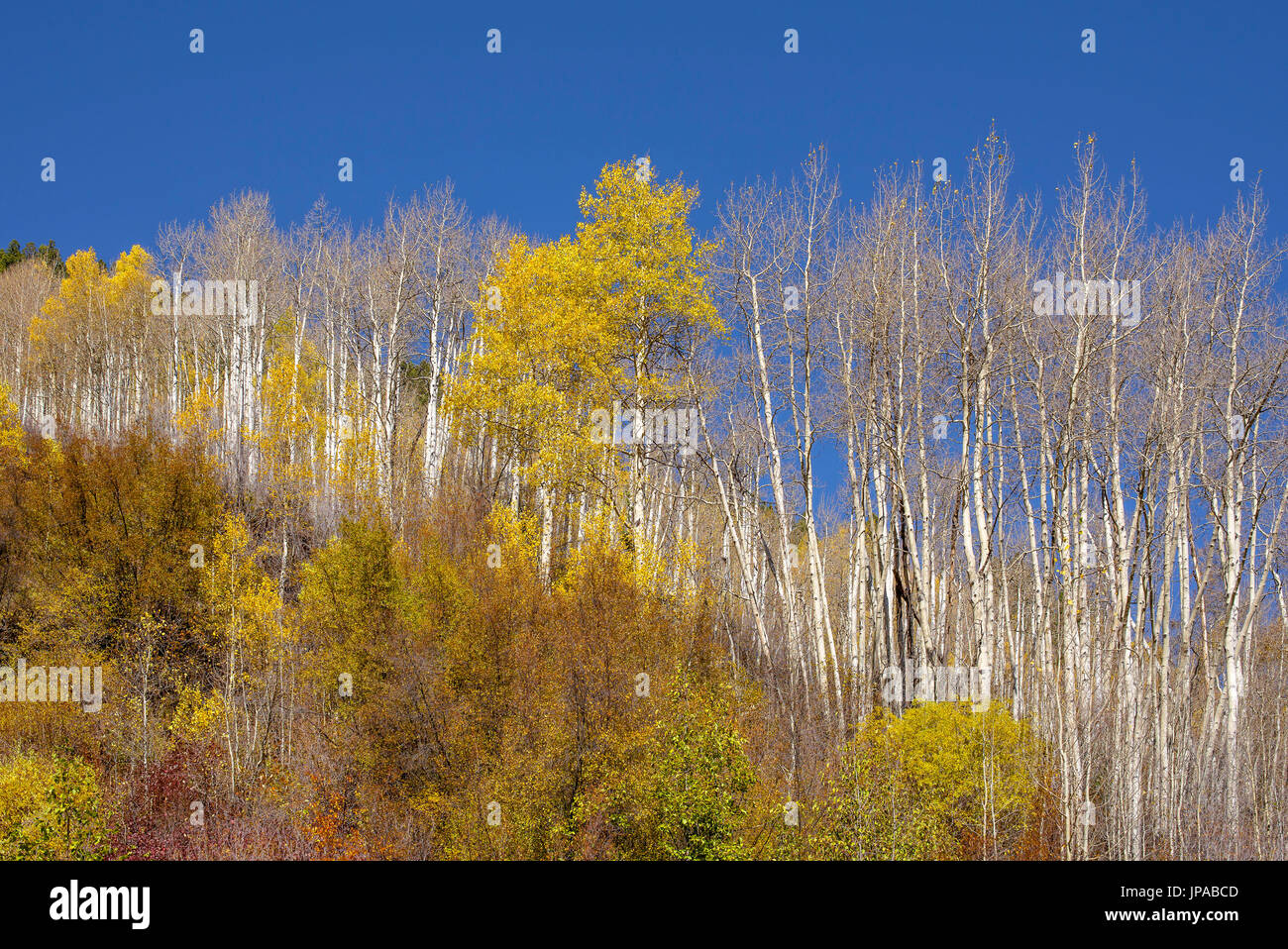 Aspens autumn hi-res stock photography and images - Alamy