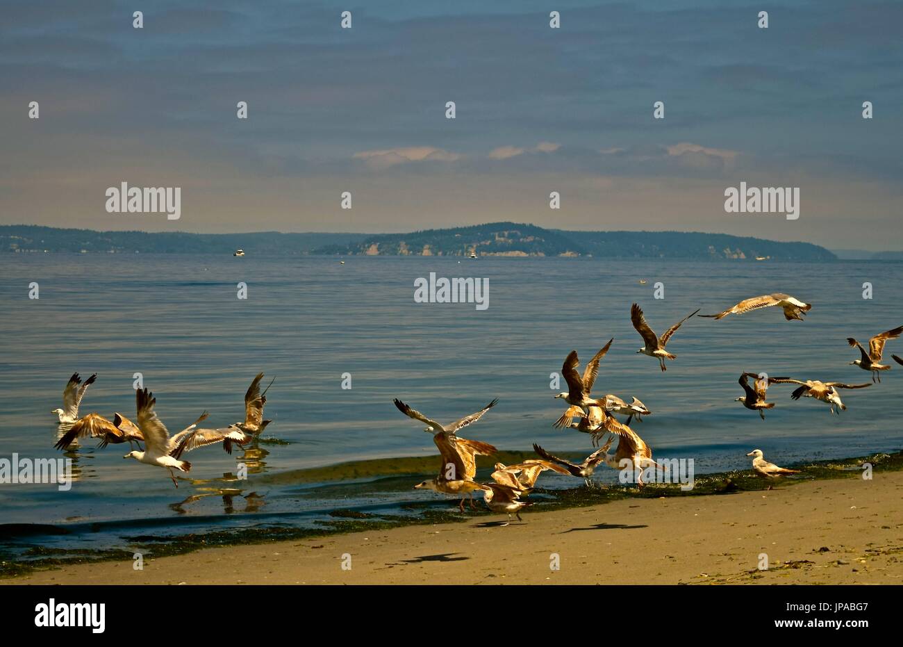 Seagulls frolic along the shoreline of Puget Sound of the Pacific ...