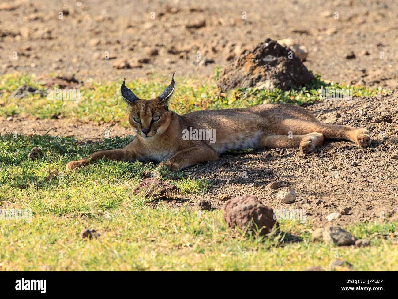 Caracales El Caracal (Caracal Caracal) Es Un Felino ágil De África Y
