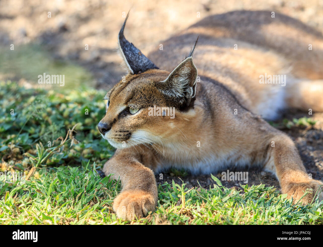 Caracal Wild Animal High Resolution Stock Photography and Images - Alamy