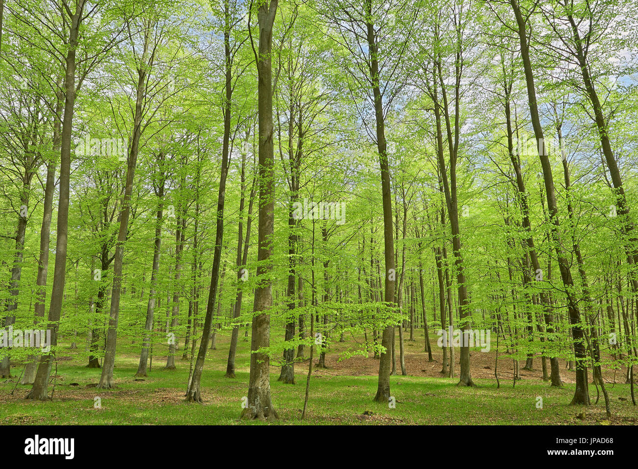 Spring forest sweden hi-res stock photography and images - Alamy
